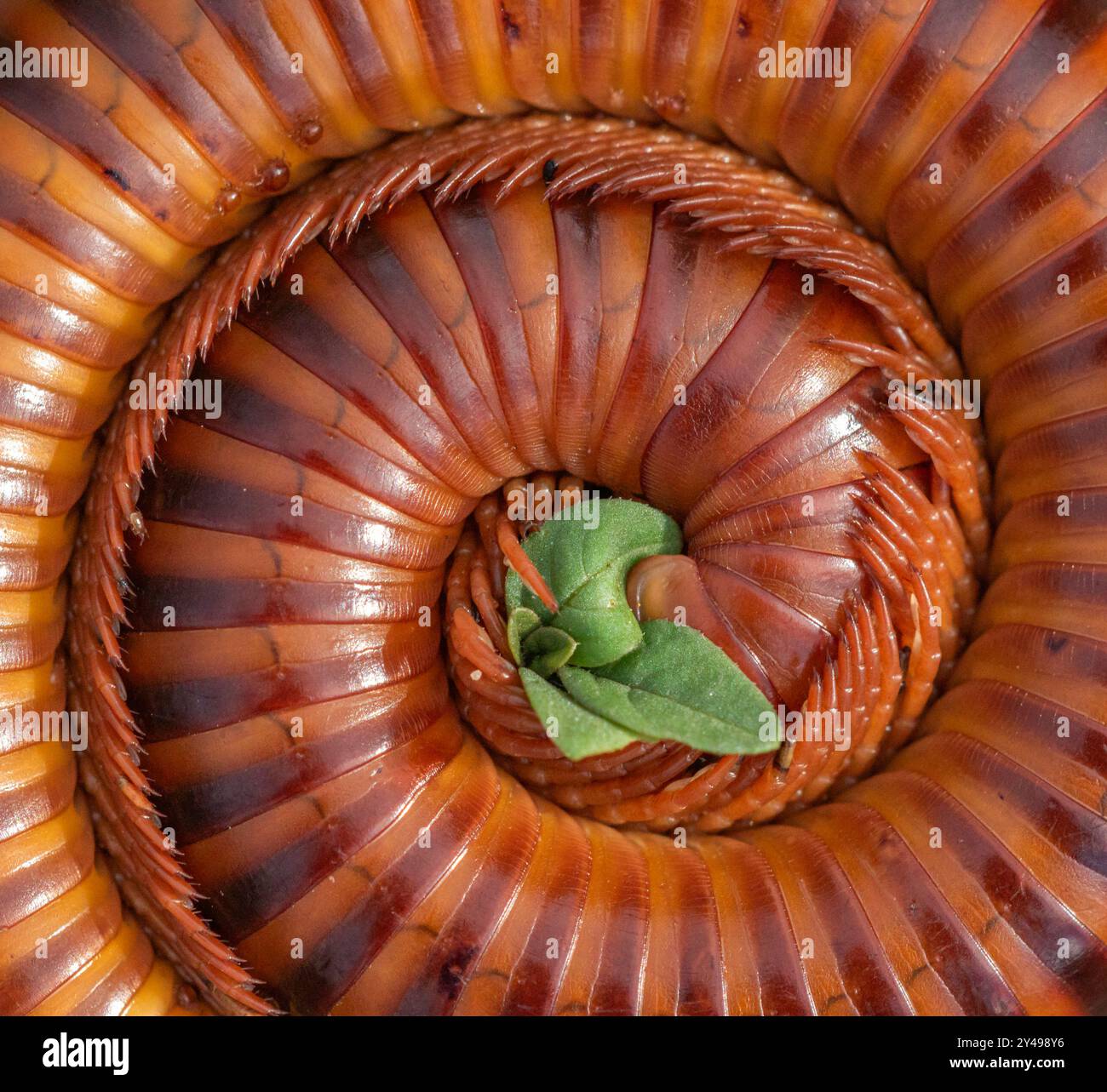 Millipede macro on green hi-res stock photography and images - Alamy