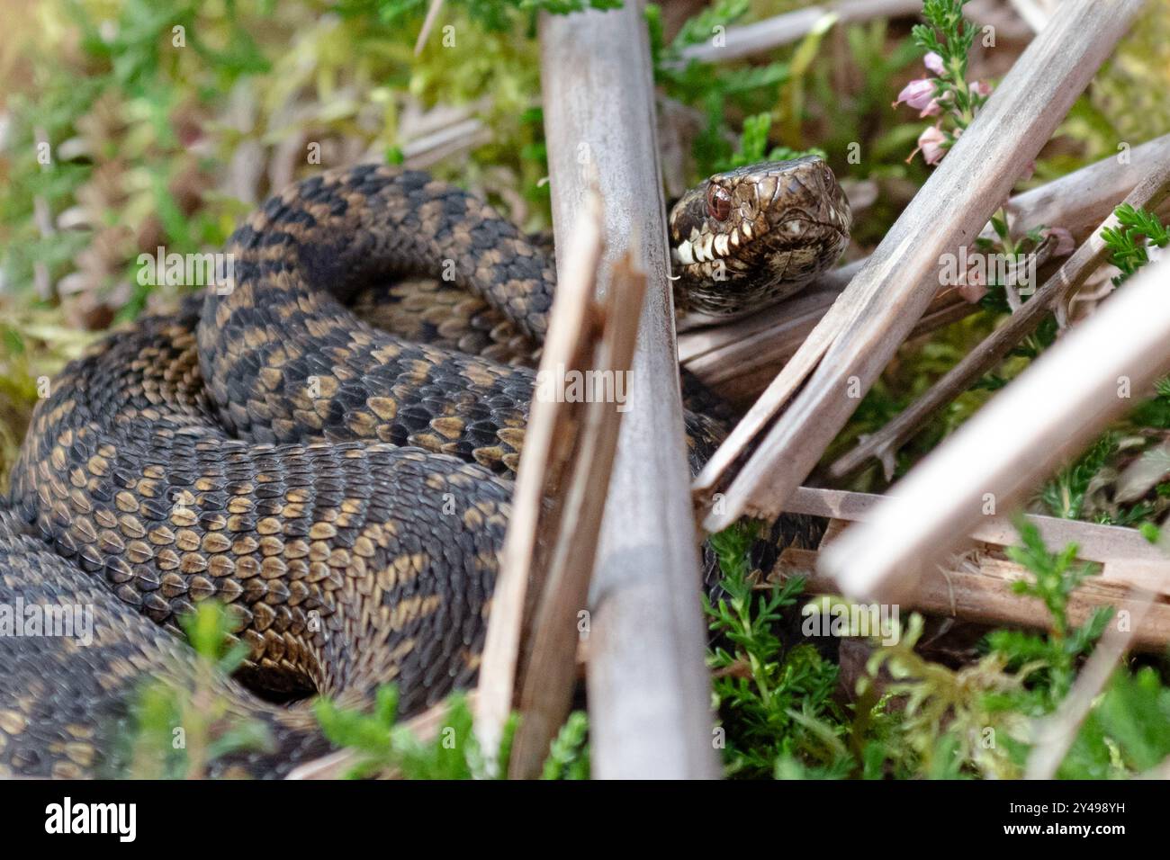 Adder scotland hi-res stock photography and images - Alamy