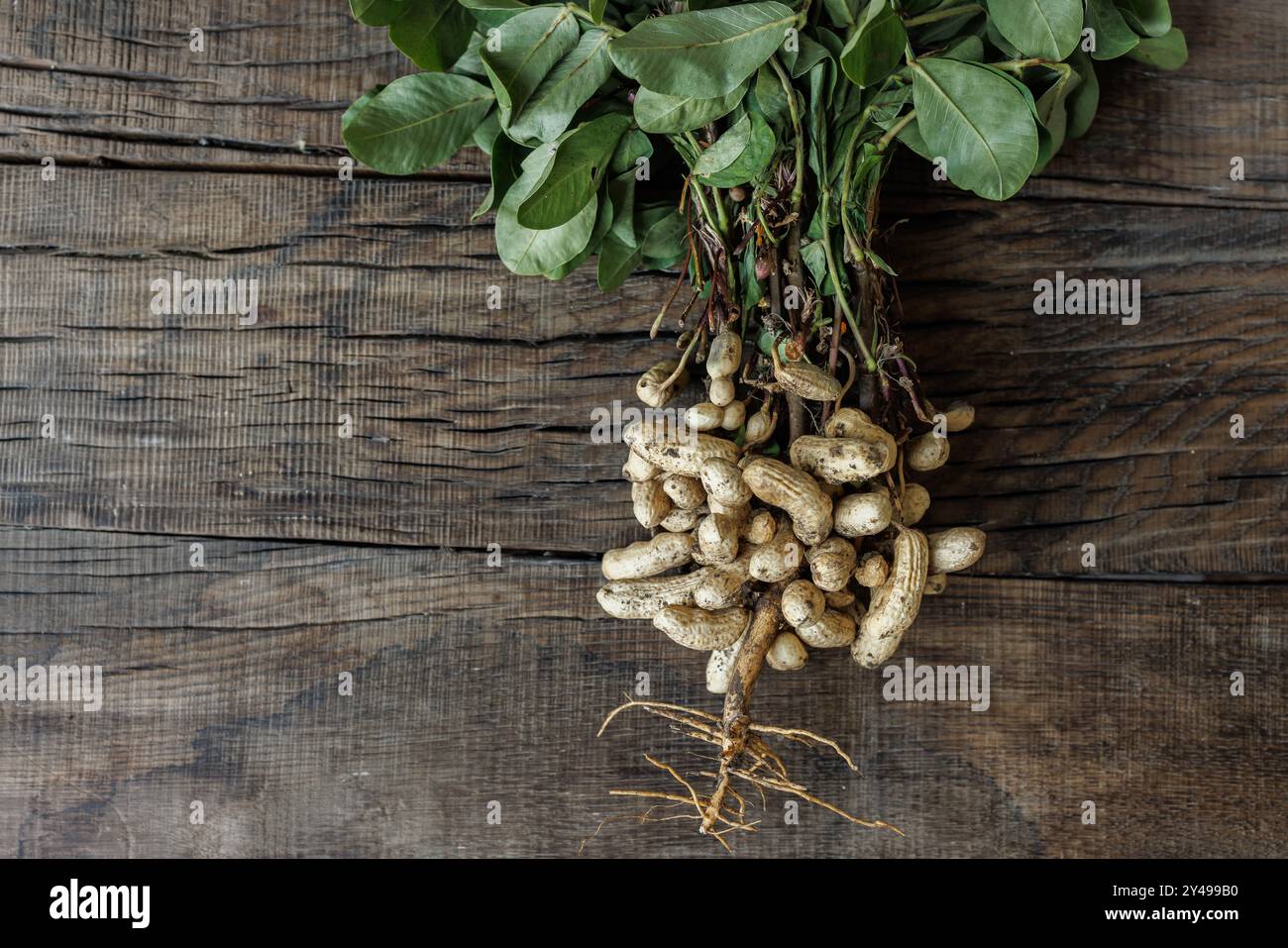 A bunch of freshly harvested peanuts with green leaves attached ...