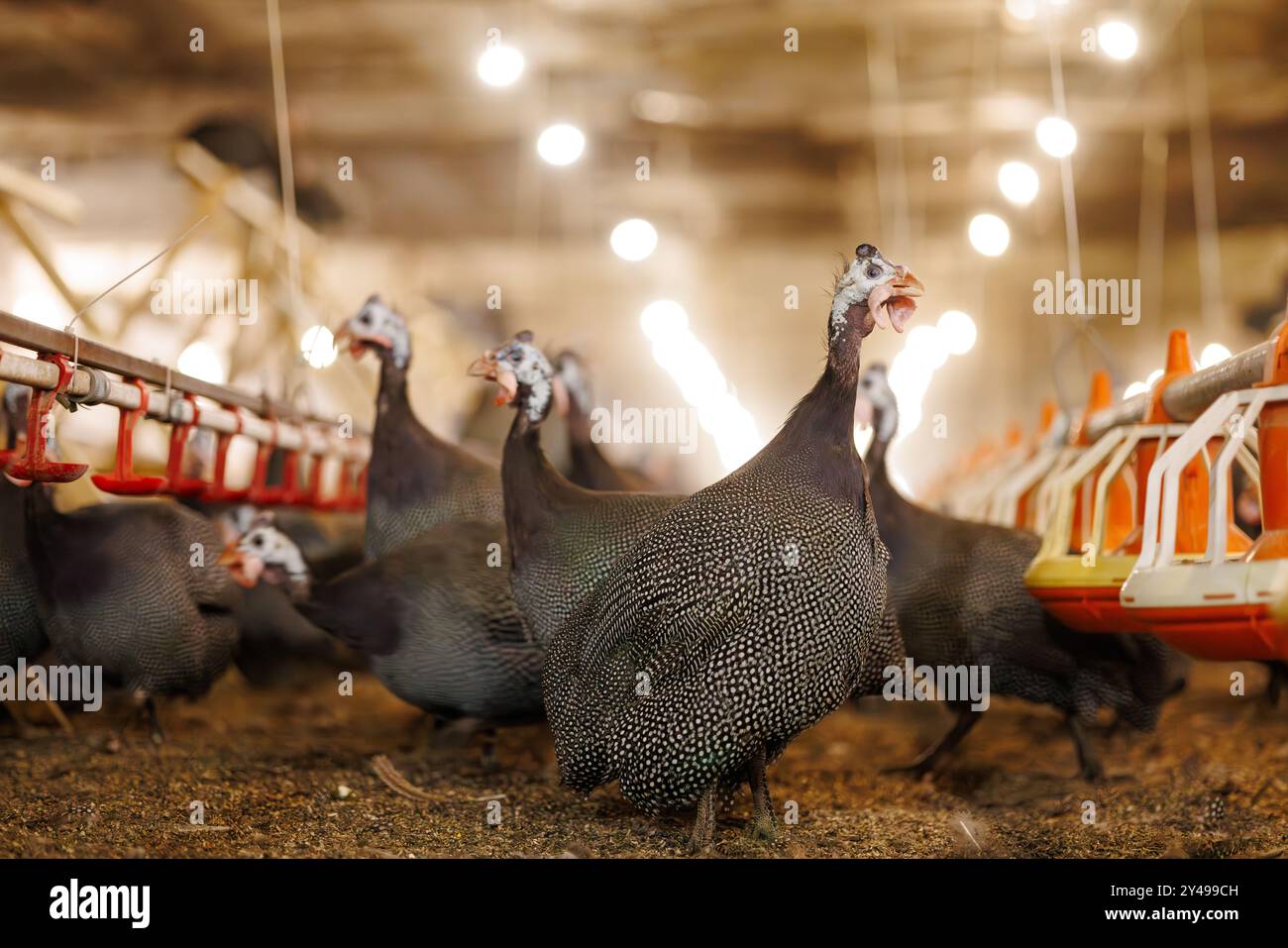 A group of guinea fowls on a poultry farm pecking at a feeder. Growing ...