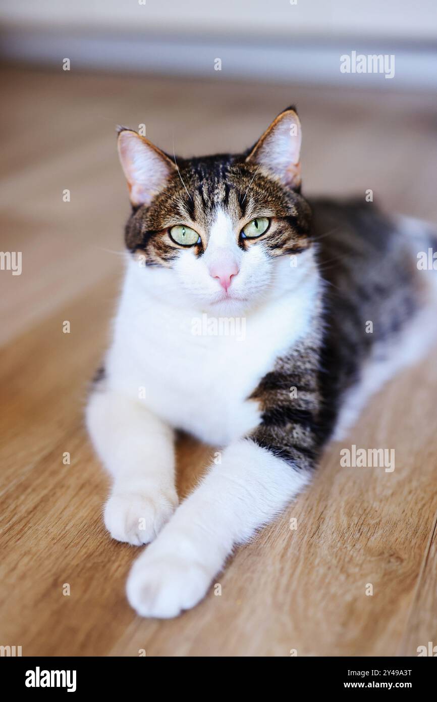 portrait of unhappy house cat Stock Photo - Alamy