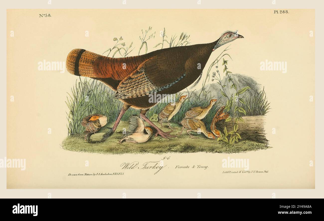 The wild turkey (Meleagris gallopavo). Female and young. After an ...