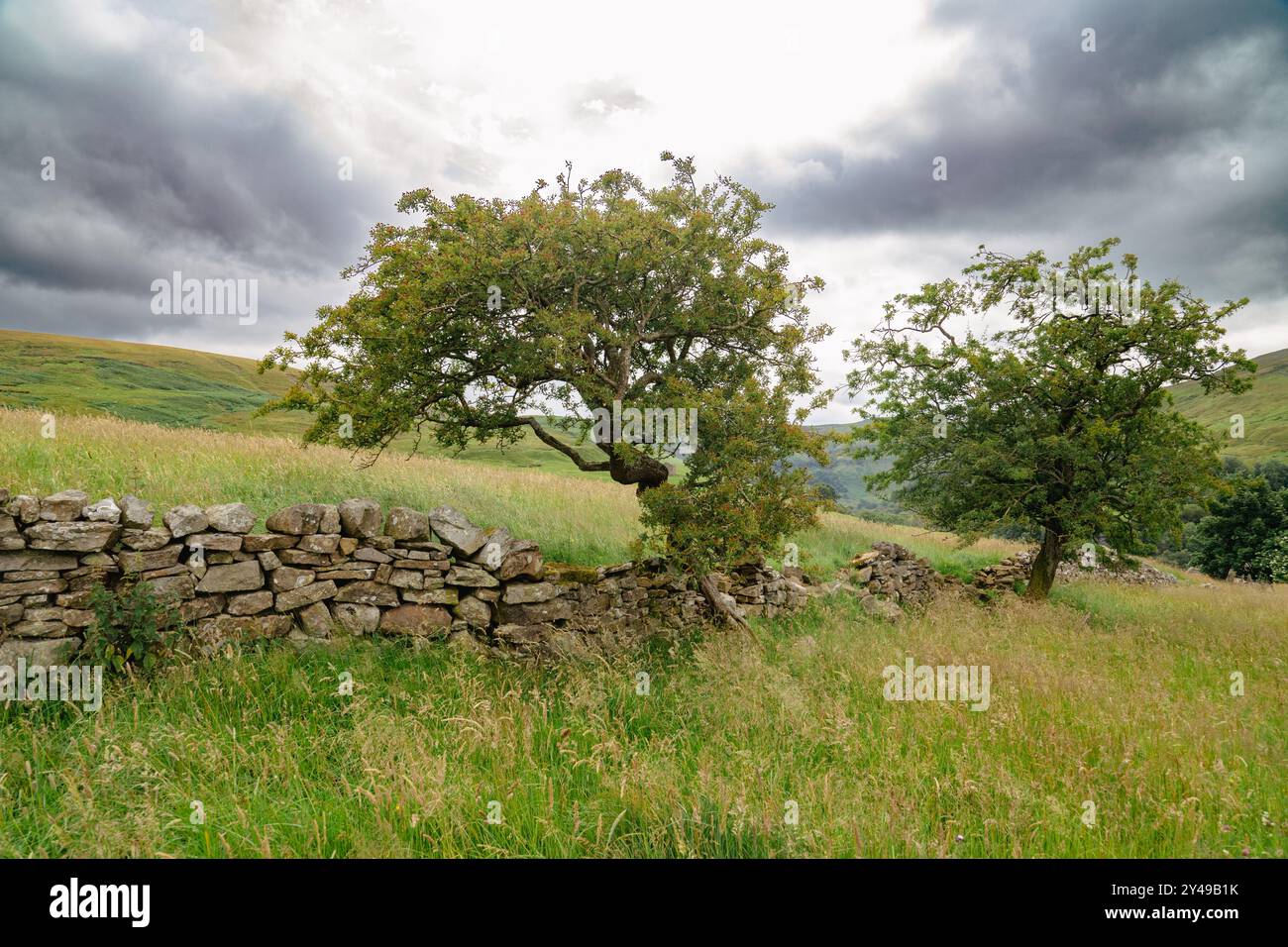 Windswept Hawthorn tree by a wall Stock Photo - Alamy