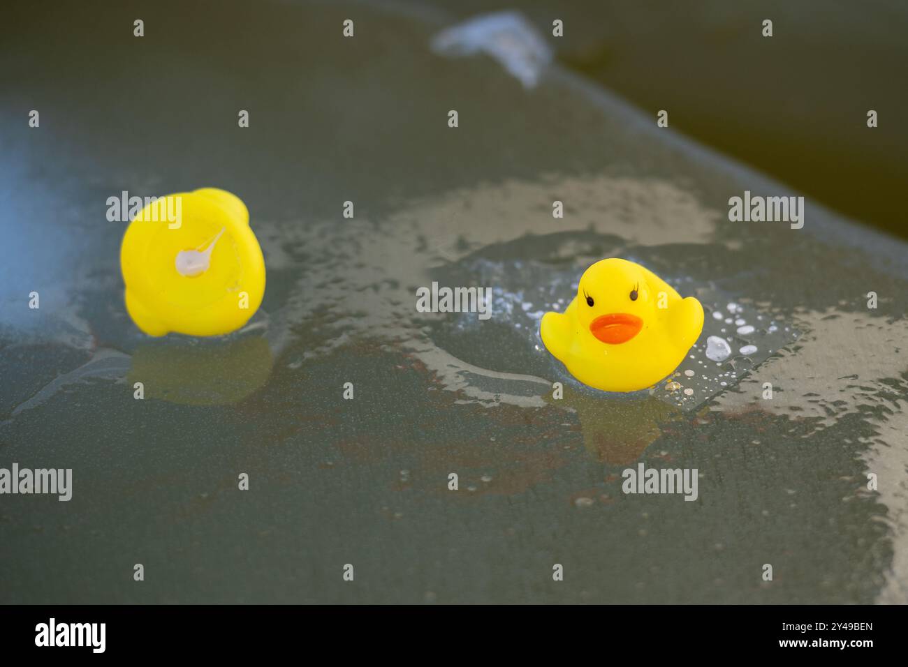 Yellow plastic ducks, rubber duck or rubber duckie among ice cubes. Ice ...
