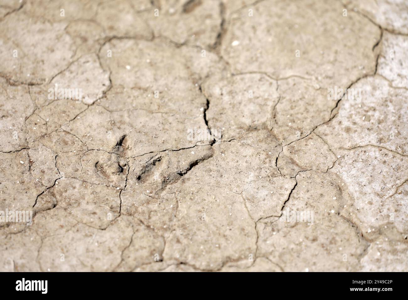 Dried out soil dryness drought Stock Photo - Alamy