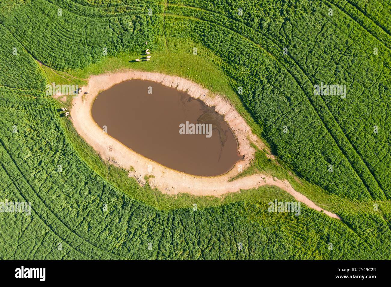 Aerial view of a farm dam surrounded by a lush green pasture at ...