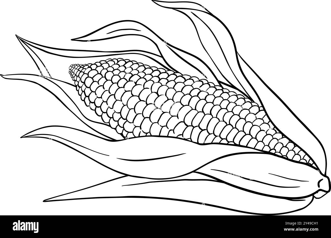 Corn on the Cob Outline Illustration Stock Vector Image & Art - Alamy
