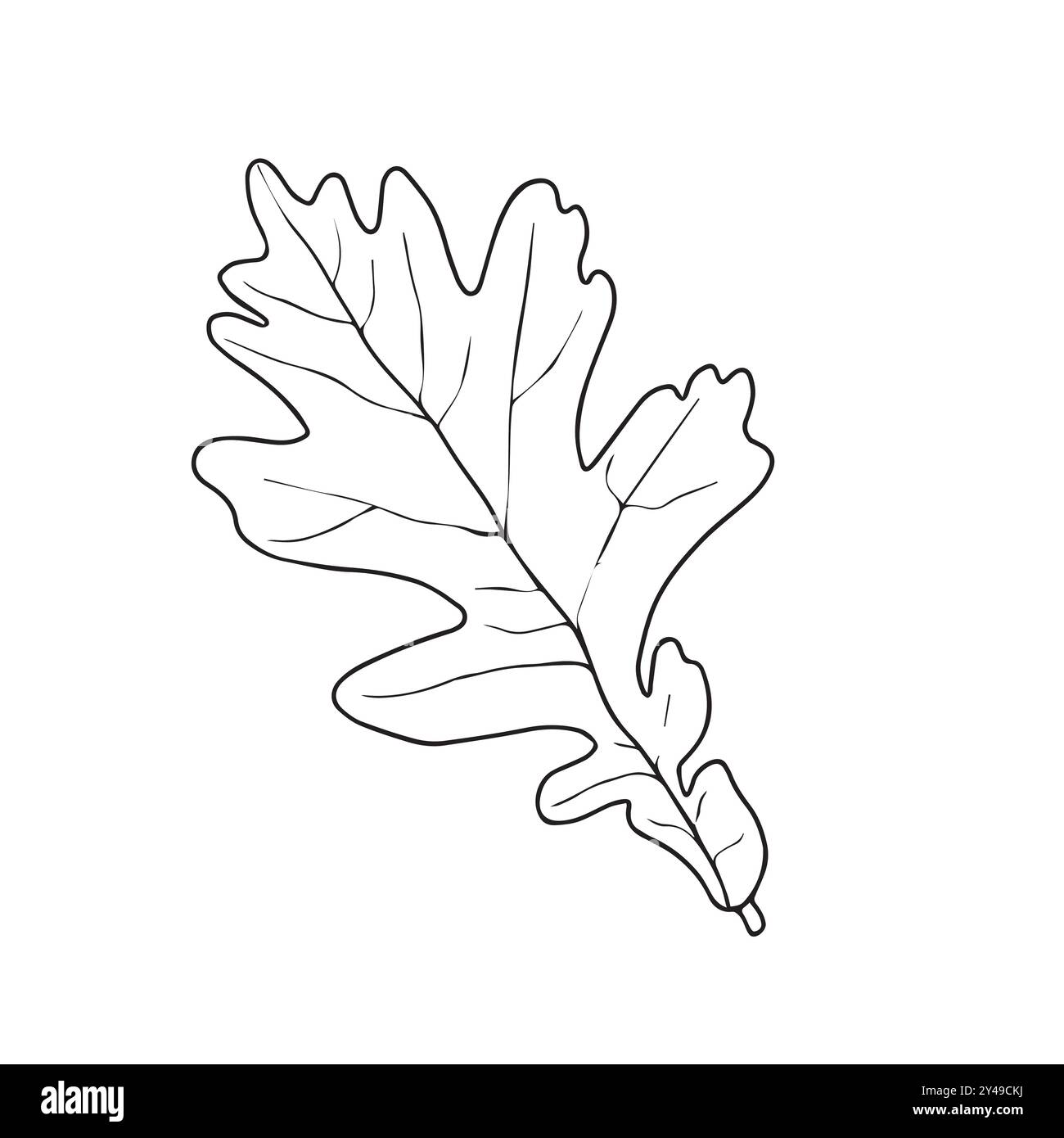 Linear graphic oak leaf pattern with veins isolated on white background ...