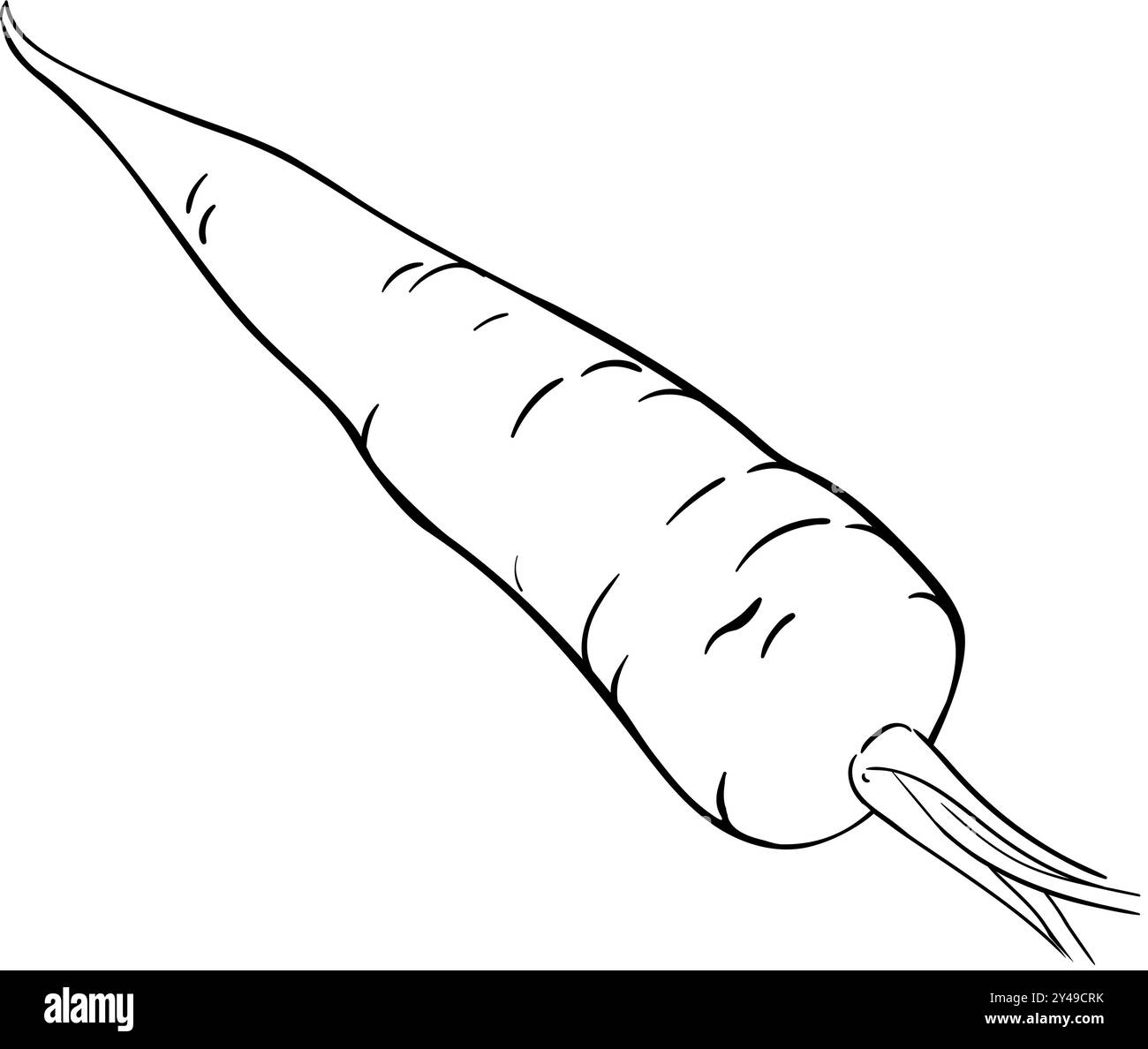 Carrot Root Isolated Outline Illustration Stock Vector Image & Art - Alamy