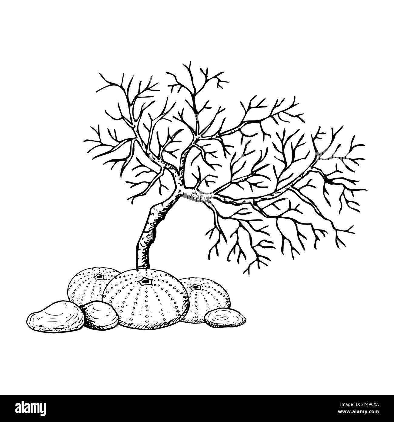 Colony of coral Black and White Stock Photos & Images - Alamy