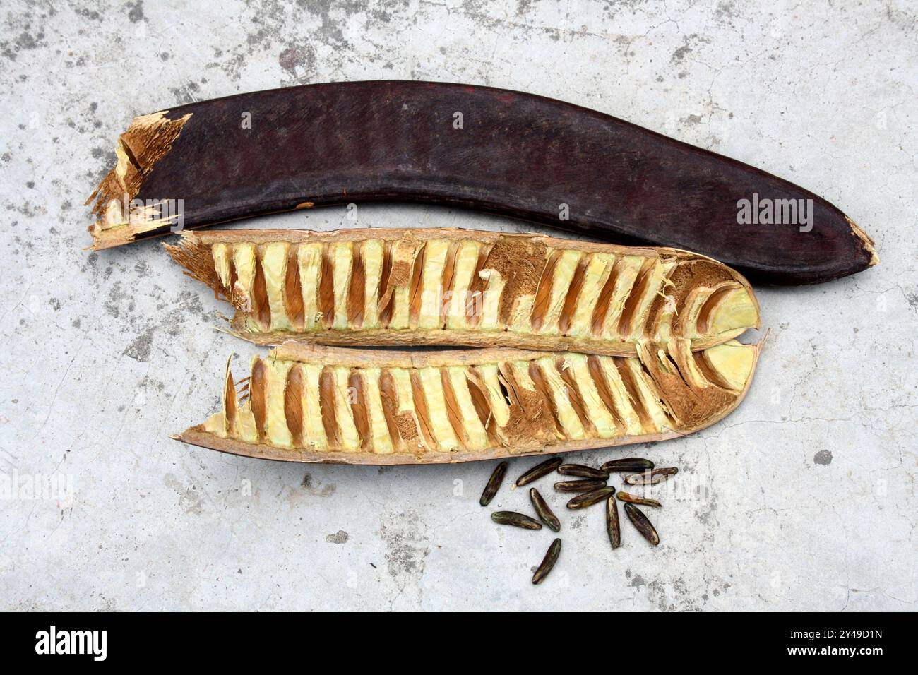 Royal poinciana (Delonix regia) seed pod and the seeds Stock Photo - Alamy