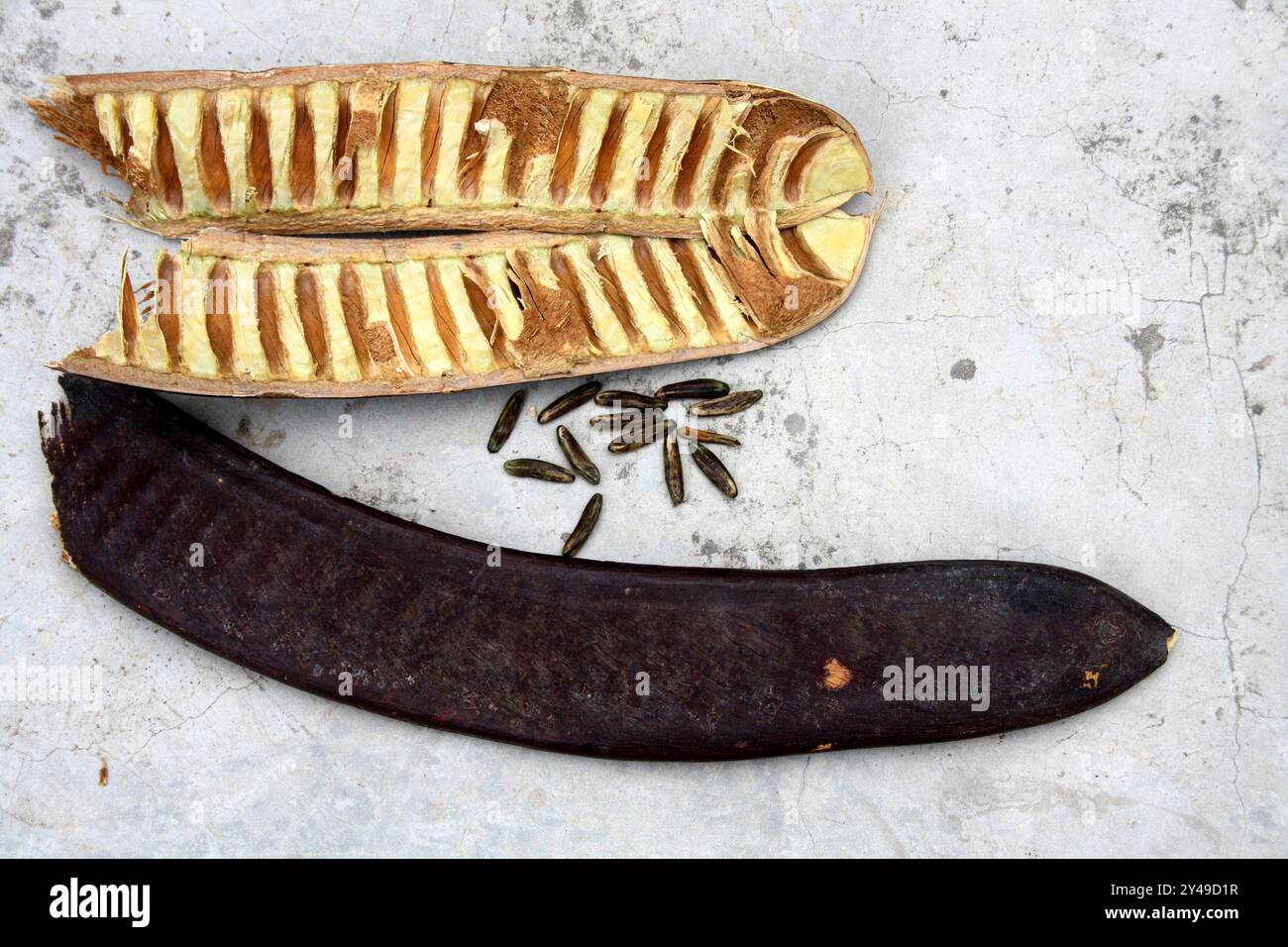 Royal poinciana (Delonix regia) seed pod and the seeds Stock Photo - Alamy