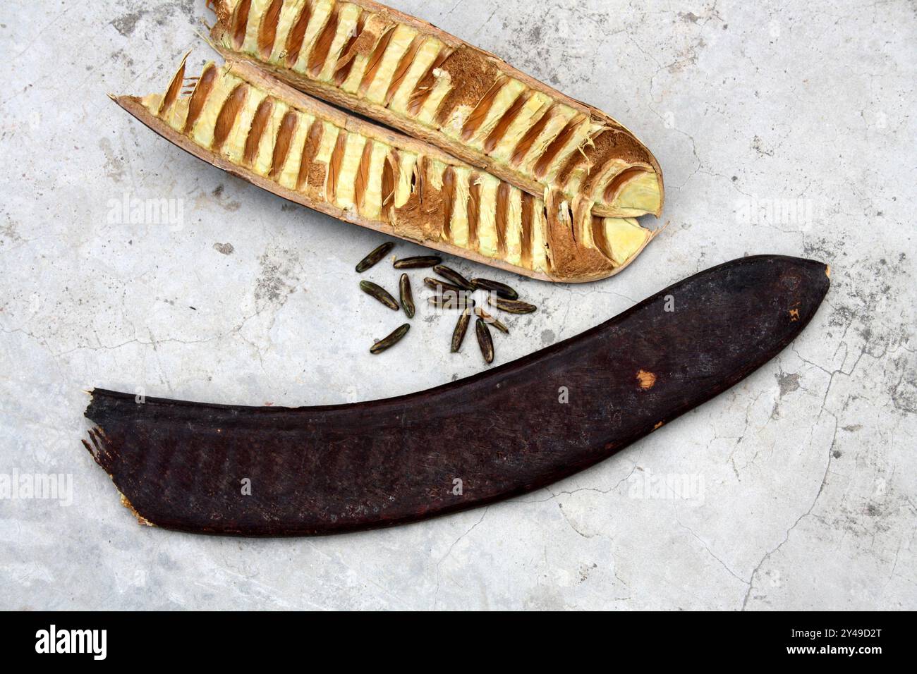 Royal poinciana (Delonix regia) seed pod and the seeds Stock Photo - Alamy