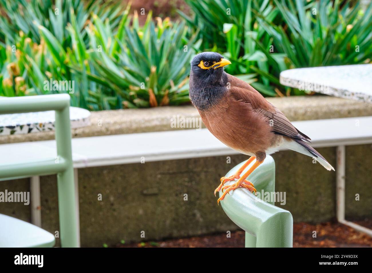 A Common Myna (Acridotheres tristis), also known as Indian Myna, at a ...