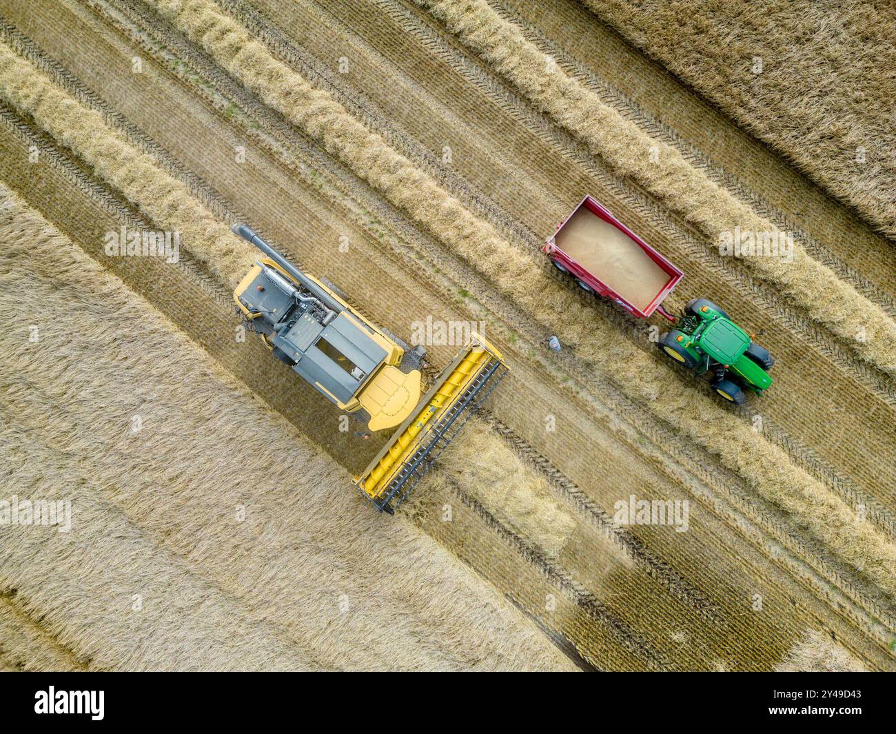 2024 wheat uk hi-res stock photography and images - Alamy