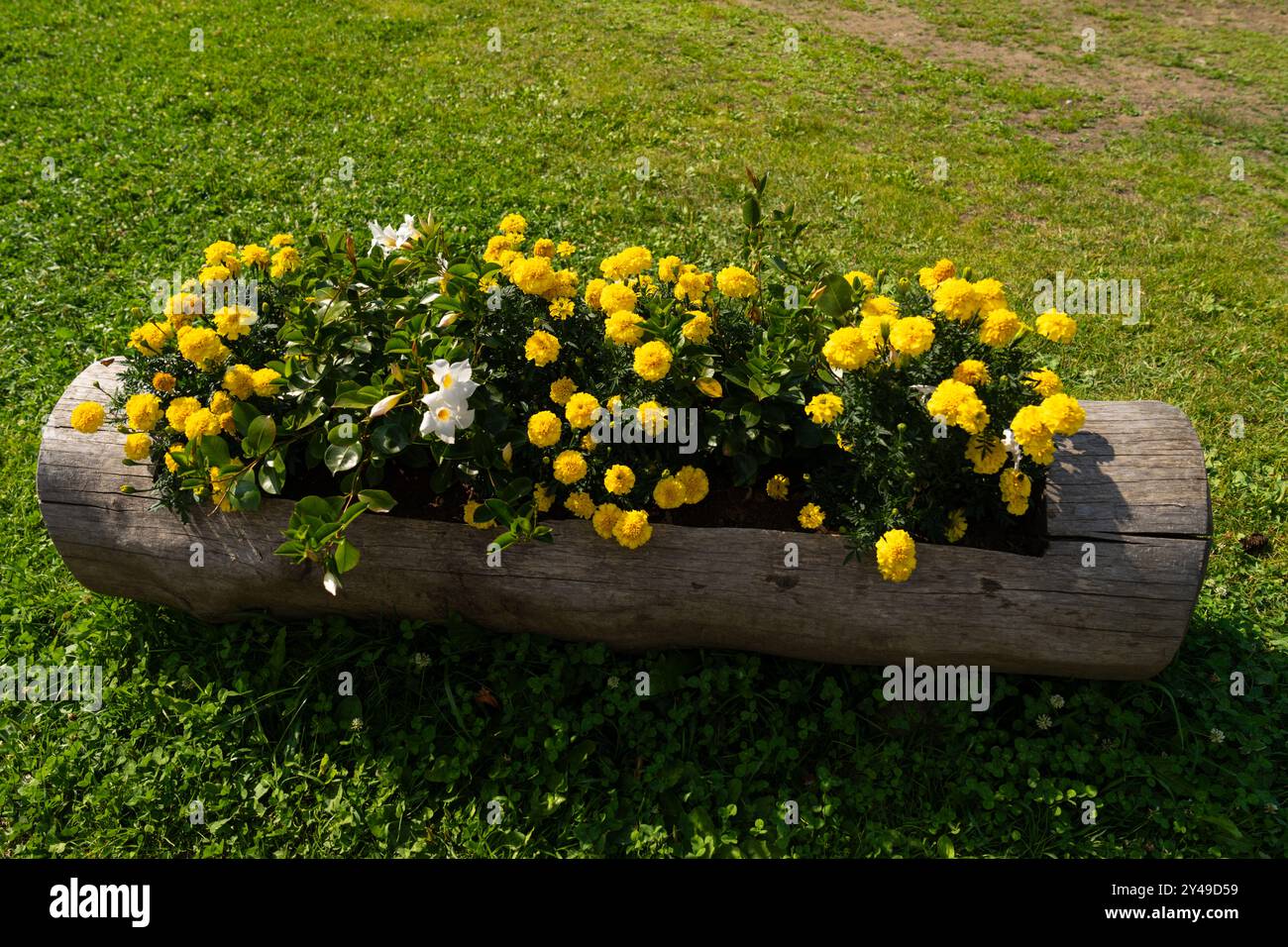 Log planter hi-res stock photography and images - Alamy