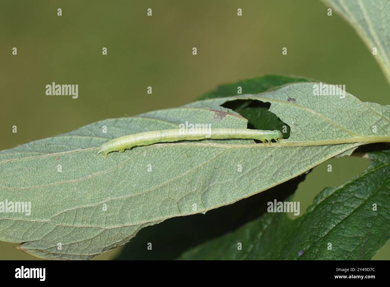 Caterpillar of the moth Common Marbled Carpet (Dysstroma truncata) eats ...