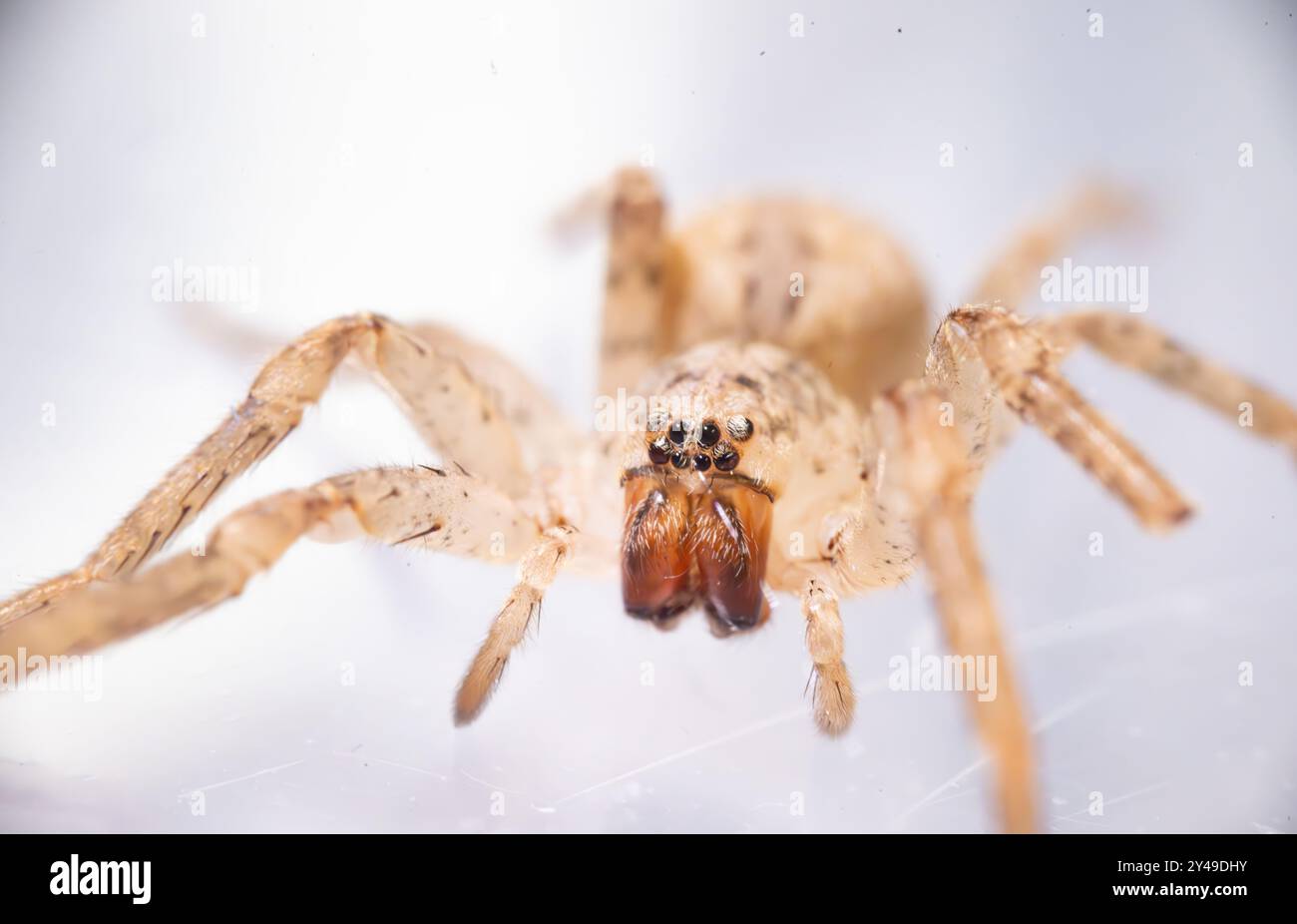 Bonn, Germany. 13th Sep, 2024. A Nosferatu spider is kept in a small ...