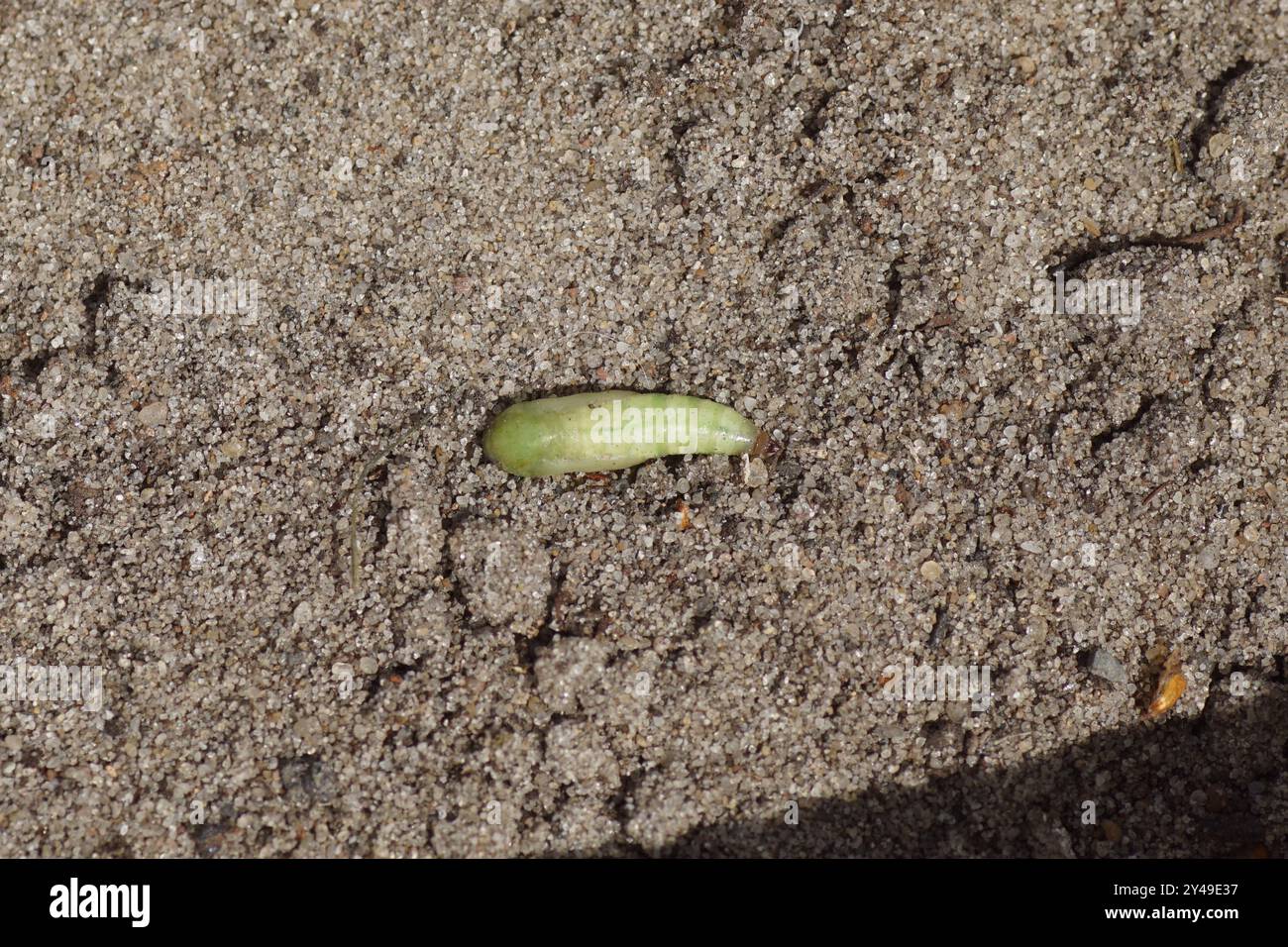 Puppa of the moth Common Marbled Carpet (Dysstroma truncata) on sand ...
