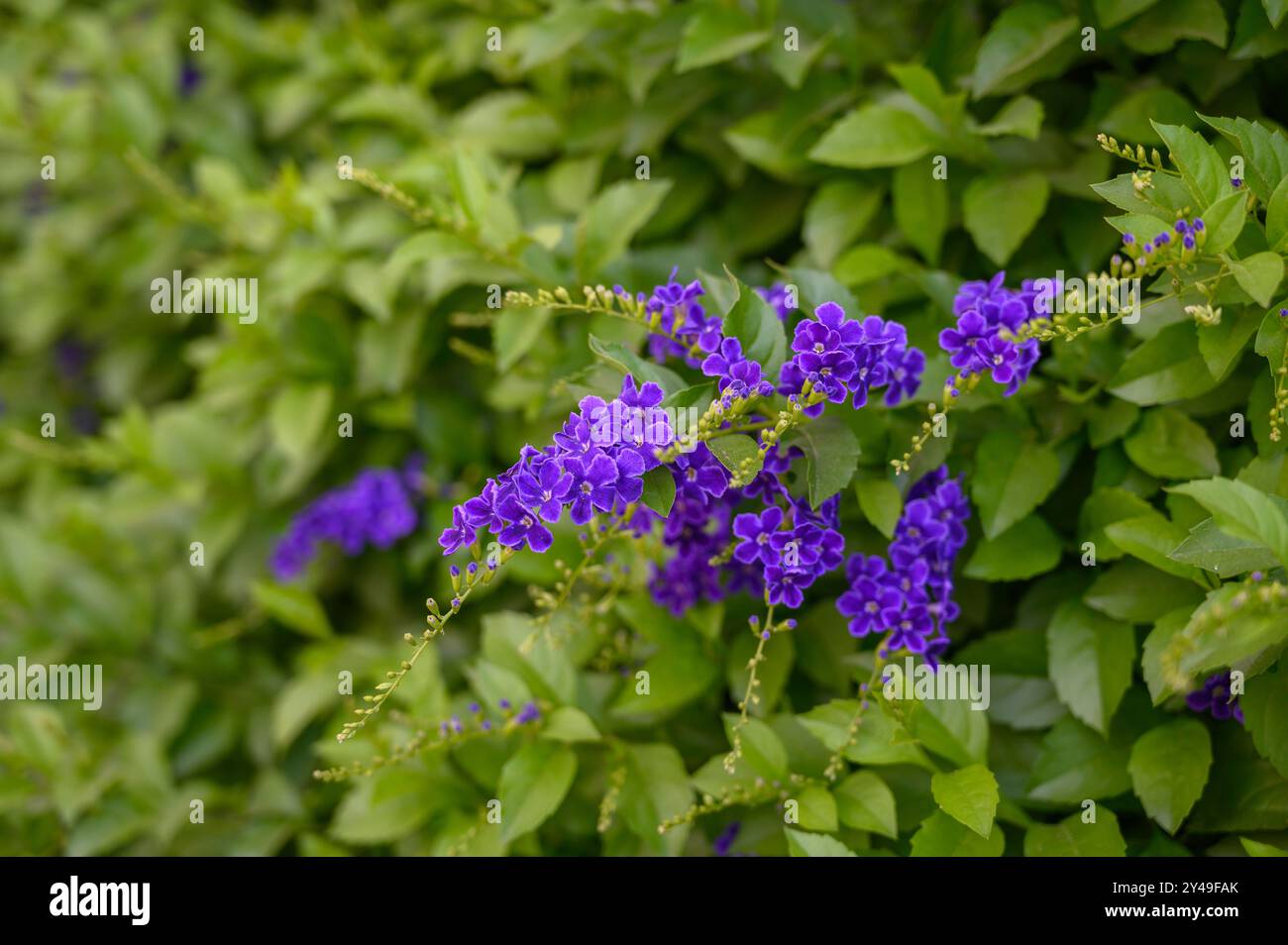 Duranta repens / Golden dew drops / Sky flower: Flower and Fruit Stock ...