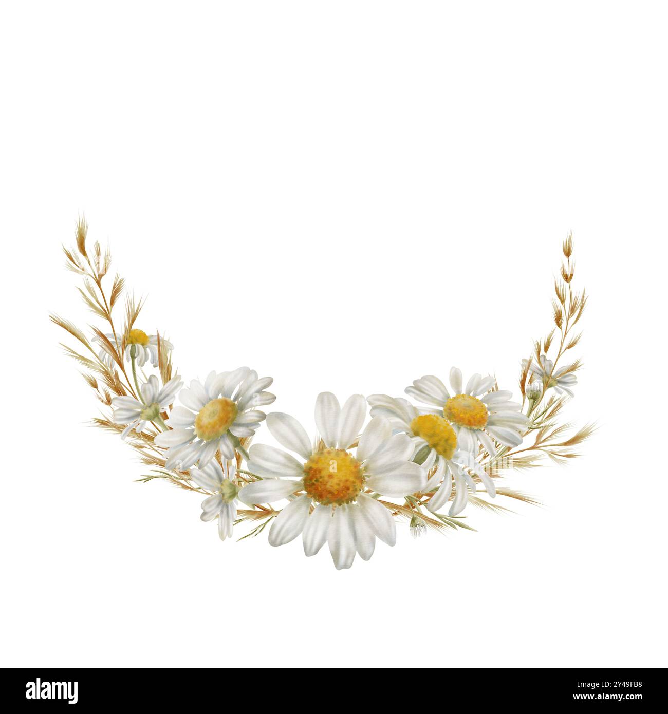 White daisies flowers buds, dried flowers in semicircular frame as a ...