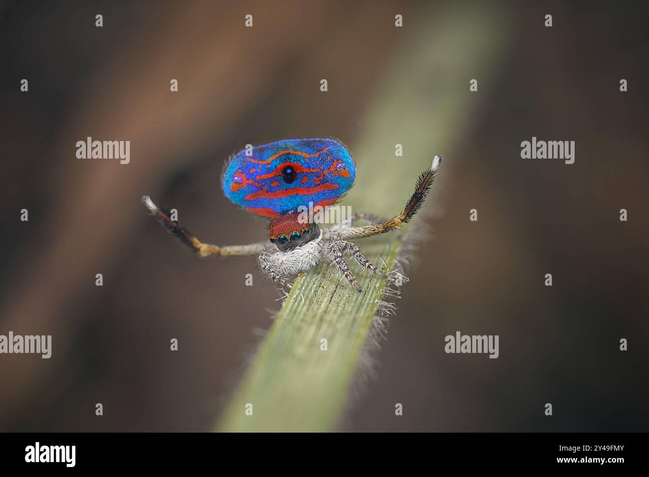 Male Peacock spider (Maratus gemmifer) displaying for a female Stock ...