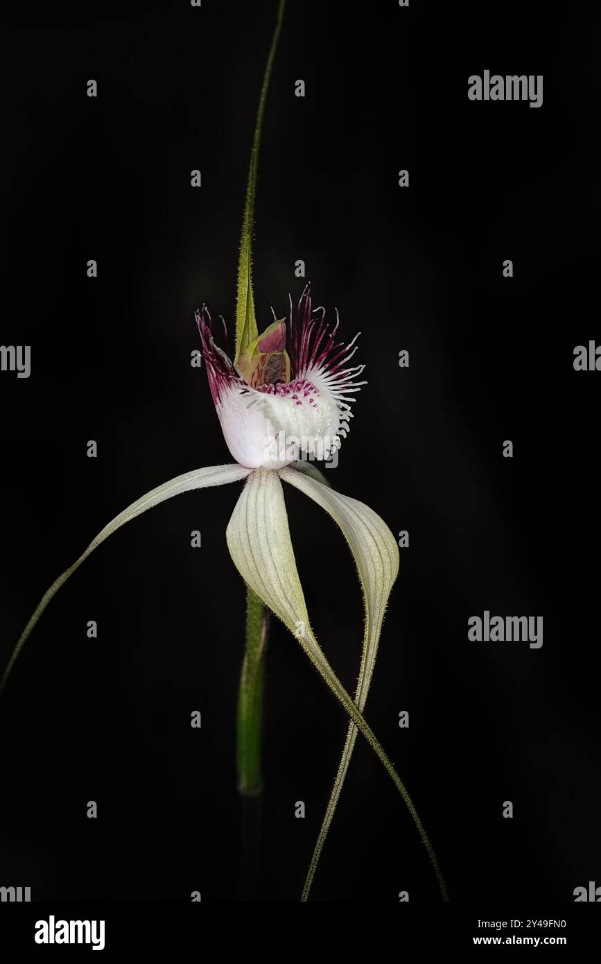 White Spider Orchid (Caladenia longicauda Stock Photo - Alamy