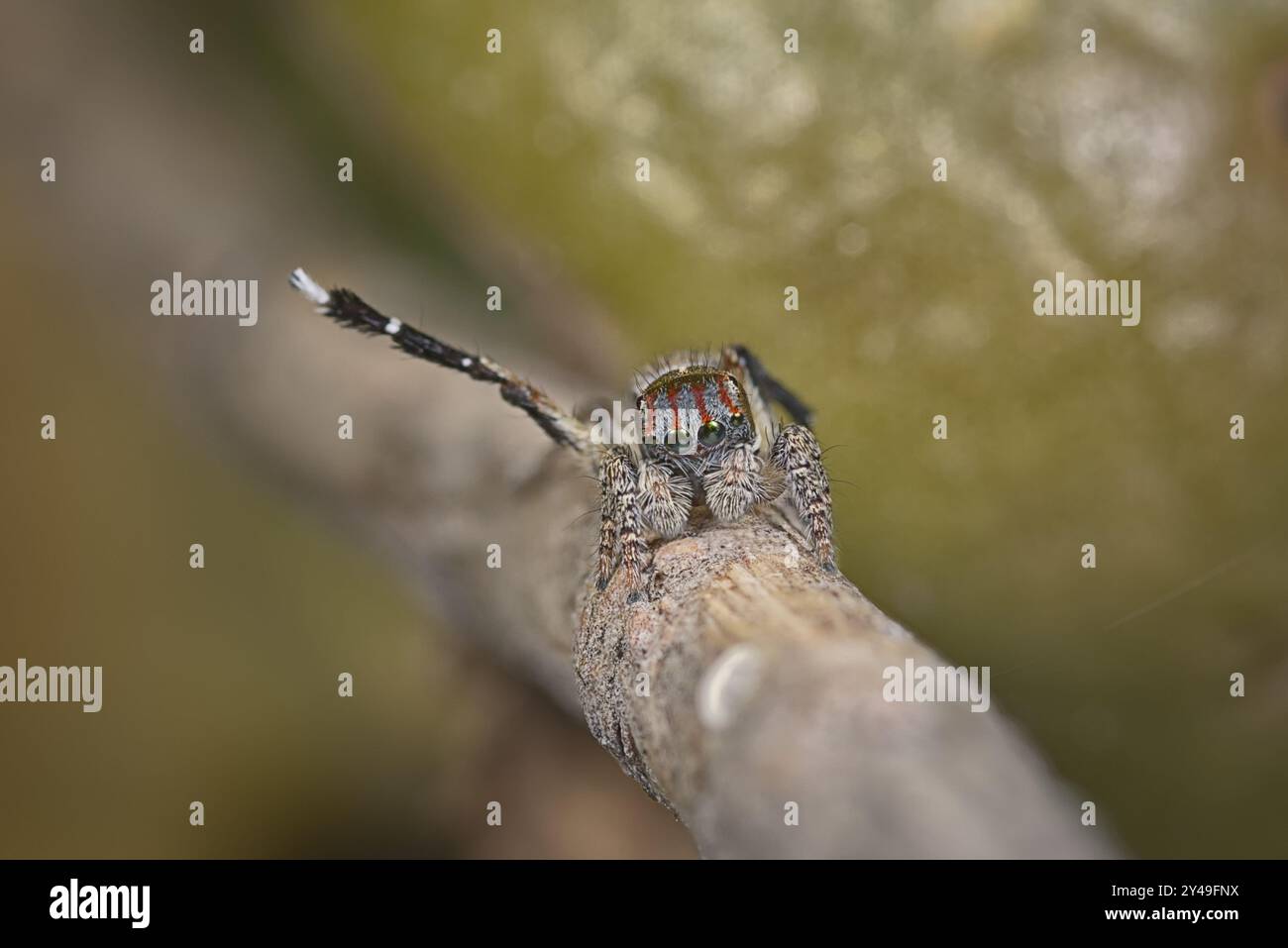 Male Peacock spider (Maratus tiddalik) in his breeding colours for the ...