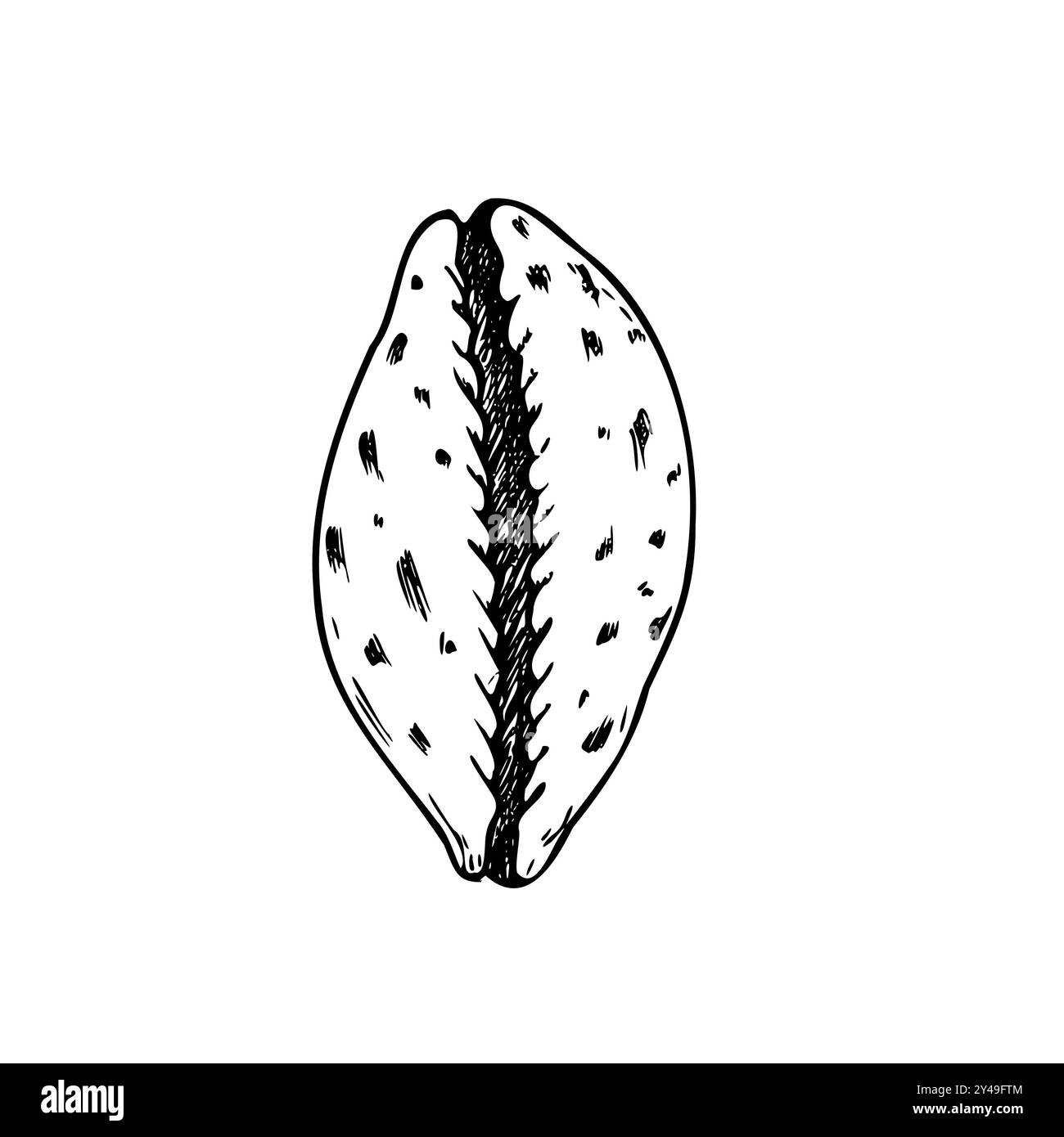 Vector beautiful shell. Hand painted line seashell. Graphic clip art ...