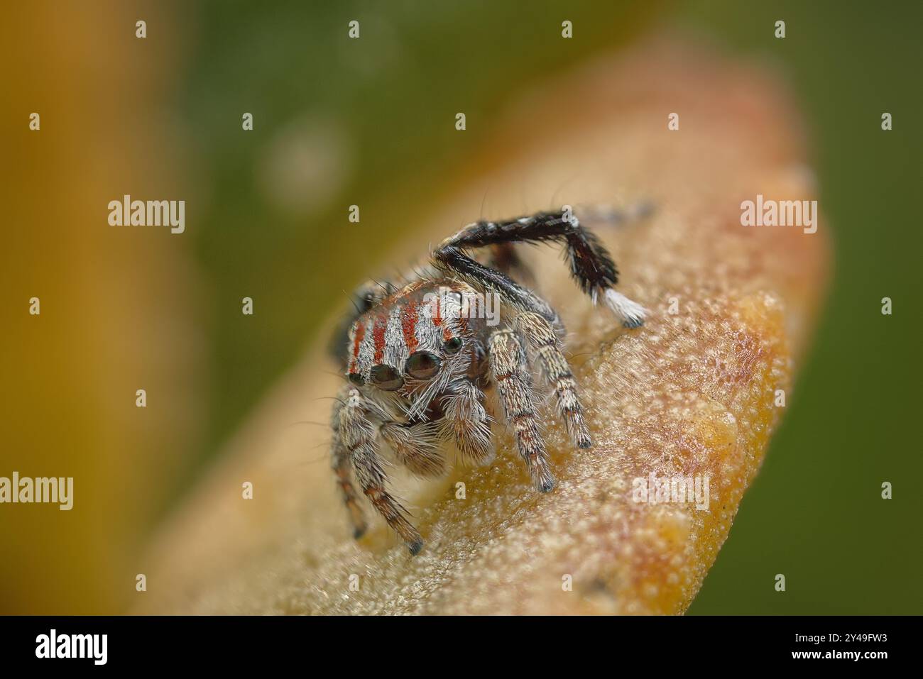 Male Peacock spider (Maratus tiddalik) in his breeding colours for the ...