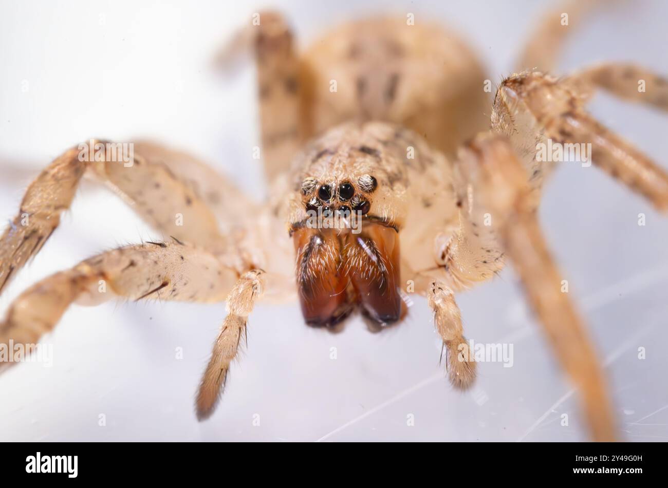 Bonn, Germany. 13th Sep, 2024. A Nosferatu spider is kept in a small ...