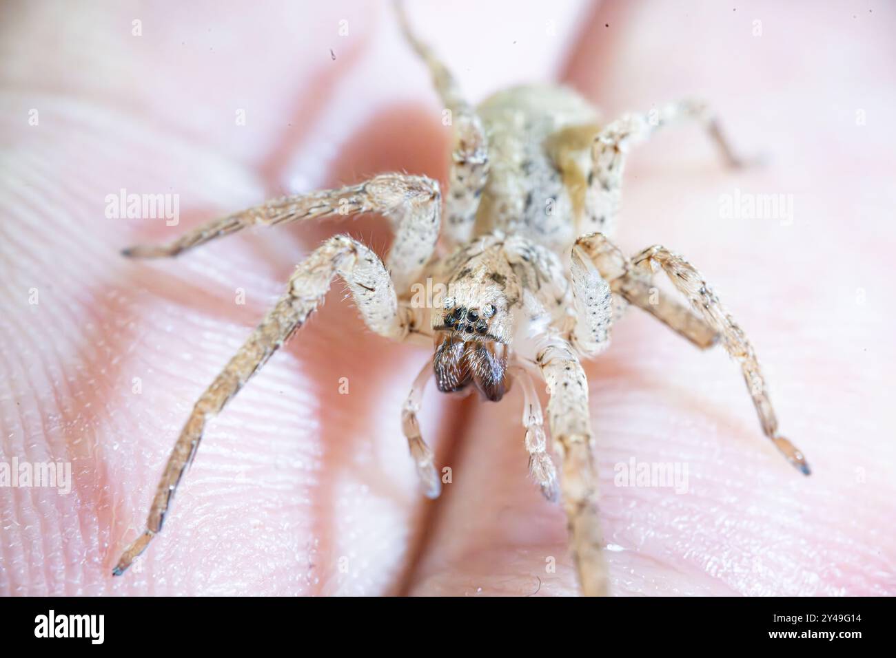 Bonn, Germany. 13th Sep, 2024. A Nosferatu spider sits on the hand of a ...