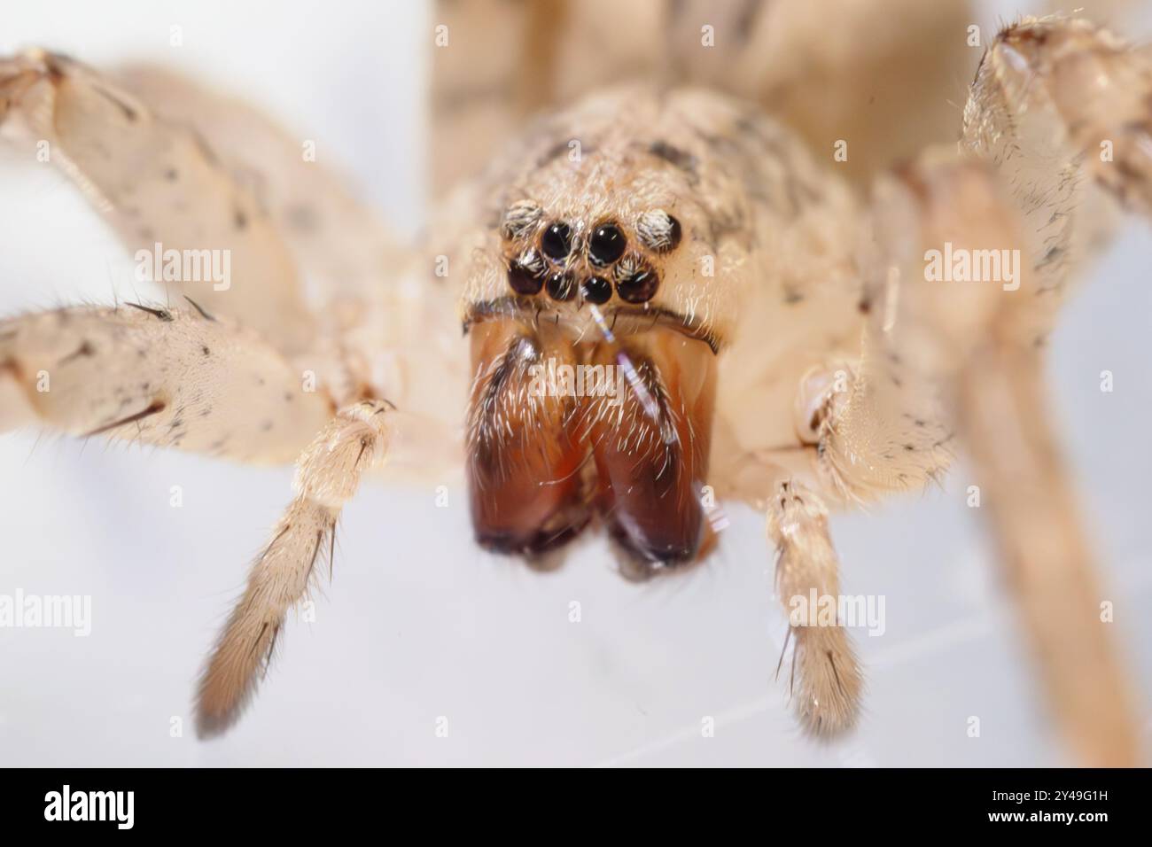 Bonn, Germany. 13th Sep, 2024. A Nosferatu spider is kept in a small ...