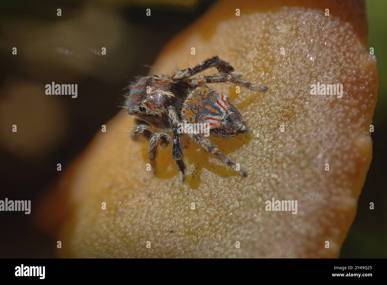 Male Peacock spider (Maratus tiddalik) in his breeding colours for the ...
