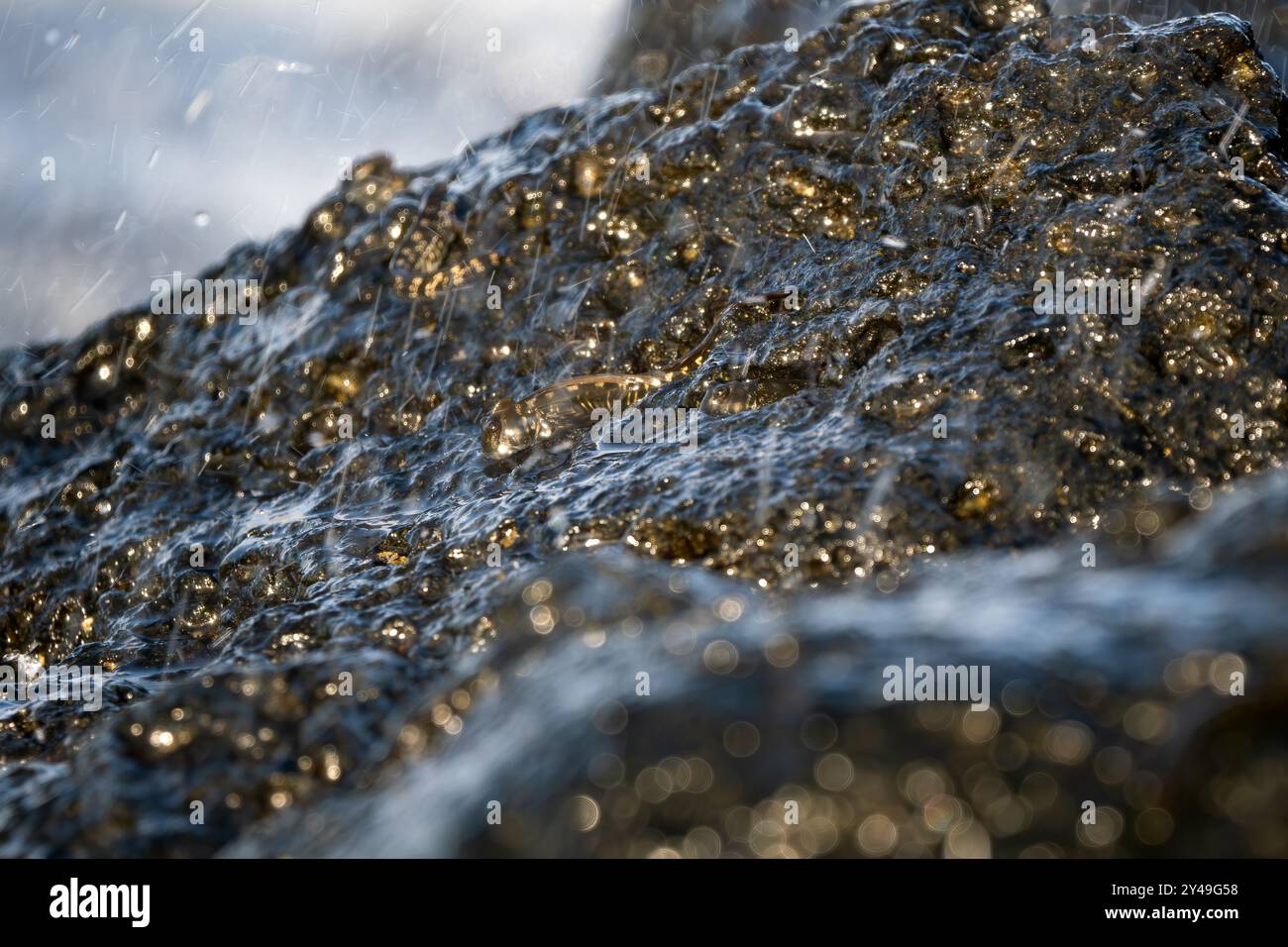 combtooth blenny fish - Alticus monochrus, unique small fish from ocean ...
