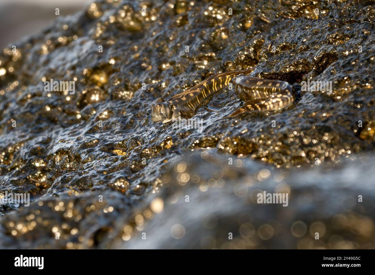 combtooth blenny fish - Alticus monochrus, unique small fish from ocean ...