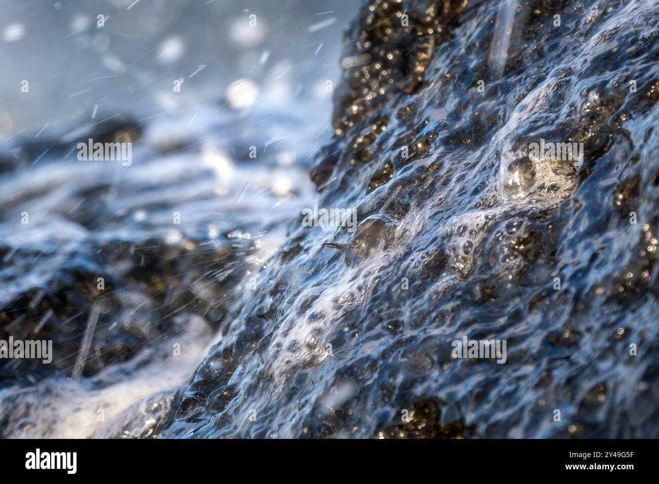 combtooth blenny fish - Alticus monochrus, unique small fish from ocean ...