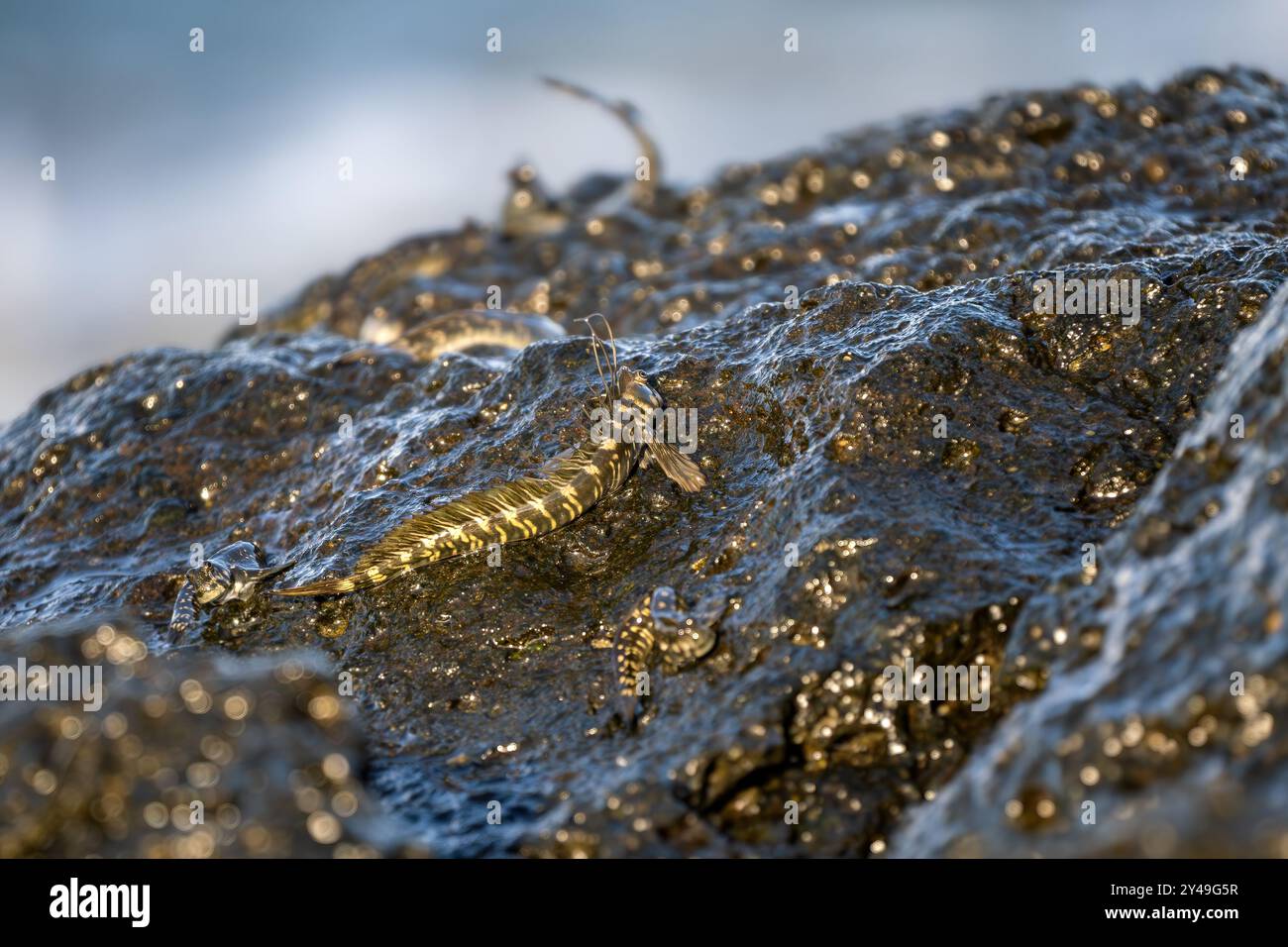 combtooth blenny fish - Alticus monochrus, unique small fish from ocean ...
