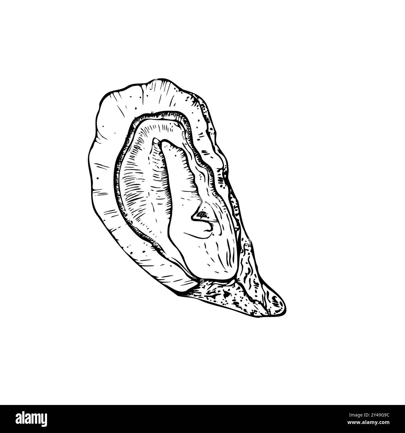 Vector Oysters and scallop. Hand painted line seashell. Graphic clip ...