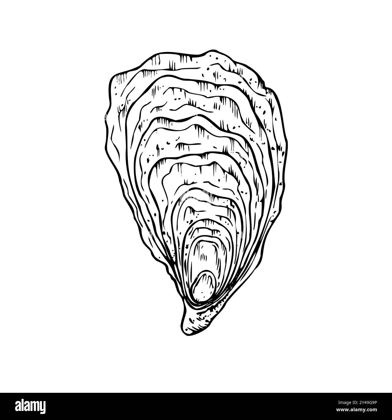 Vector Oysters and scallop. Hand painted line seashell. Graphic clip ...