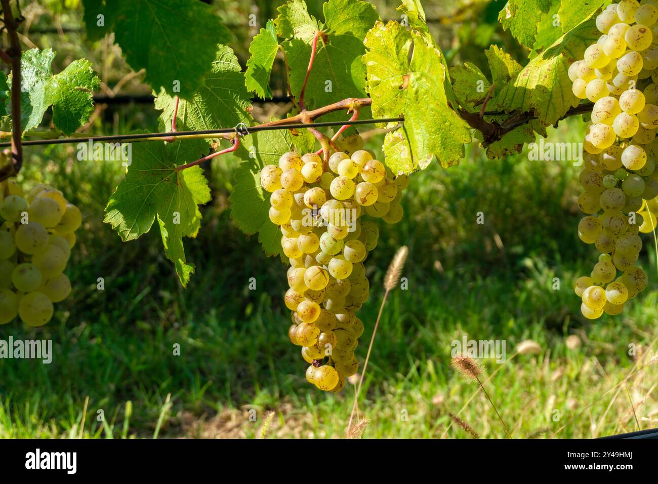 A bunch of ripe white Chinebuli grapes illuminated by sunlight among ...