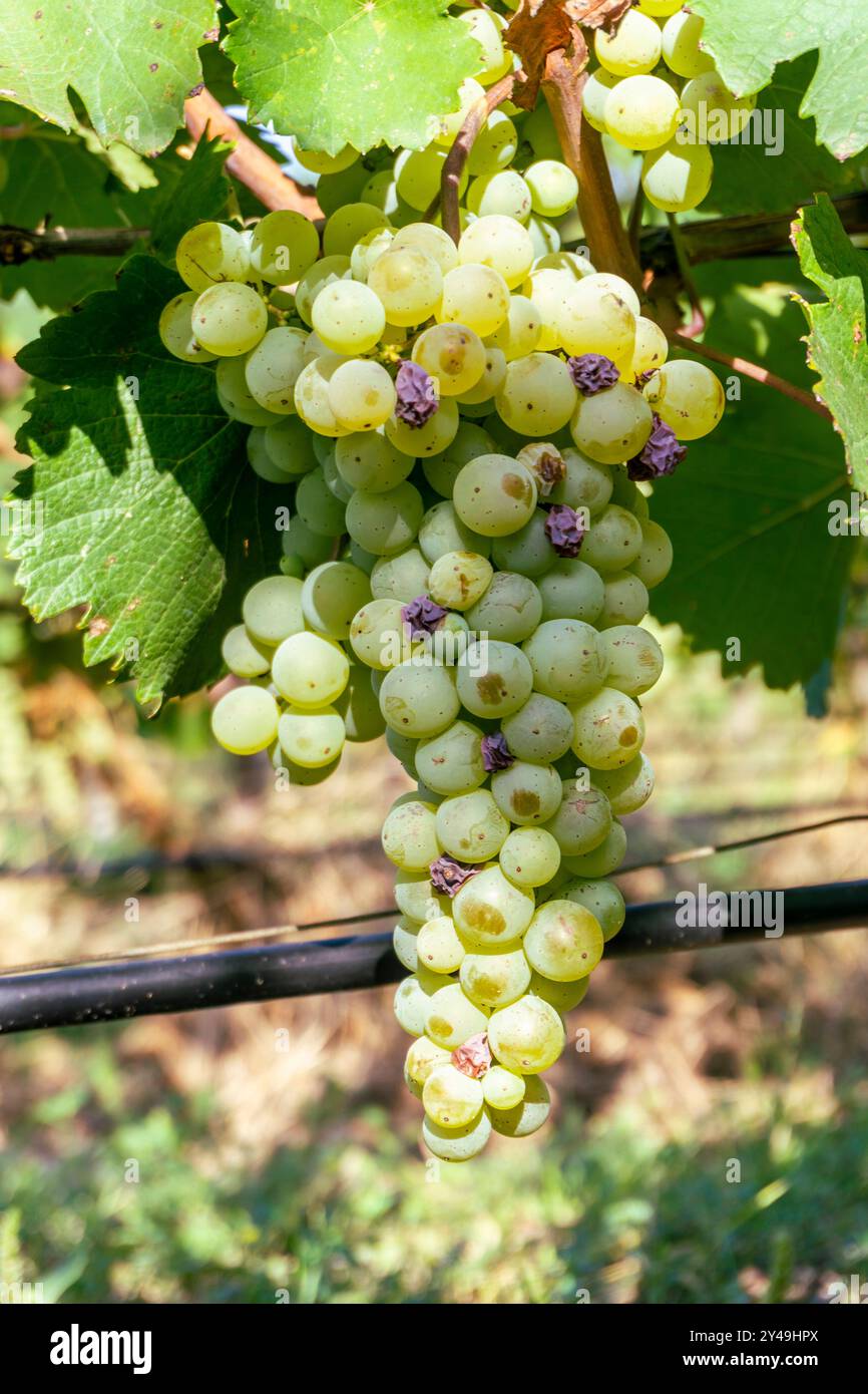 A bunch of ripe white Chinebuli grapes illuminated by sunlight among ...