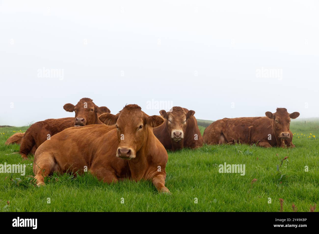 A close-up group portrait of Limousin cows resting on a grassy field in ...