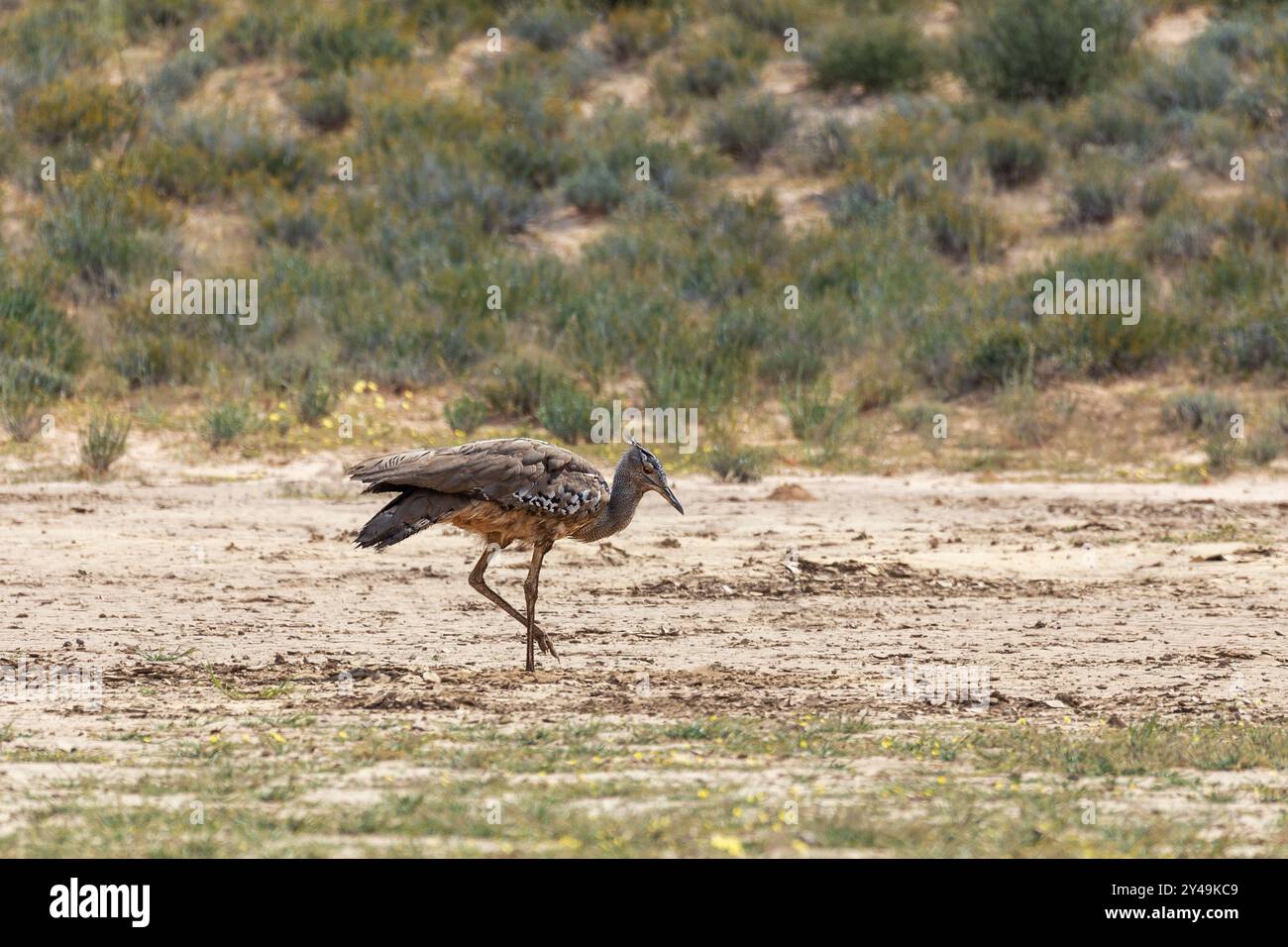 Kori bustard (Ardeotis kori), the largest flying bird native to african ...