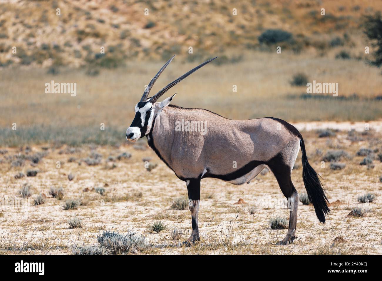 Baby of Common african antelope Gemsbok, Oryx gazella in Kalahari after ...
