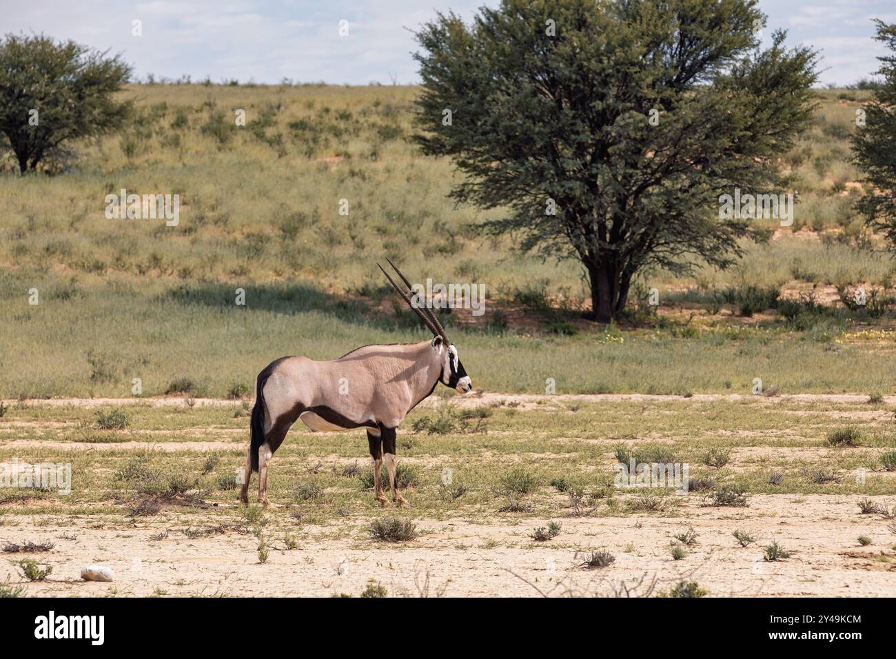 Baby of Common african antelope Gemsbok, (Oryx gazella) in Kalahari ...