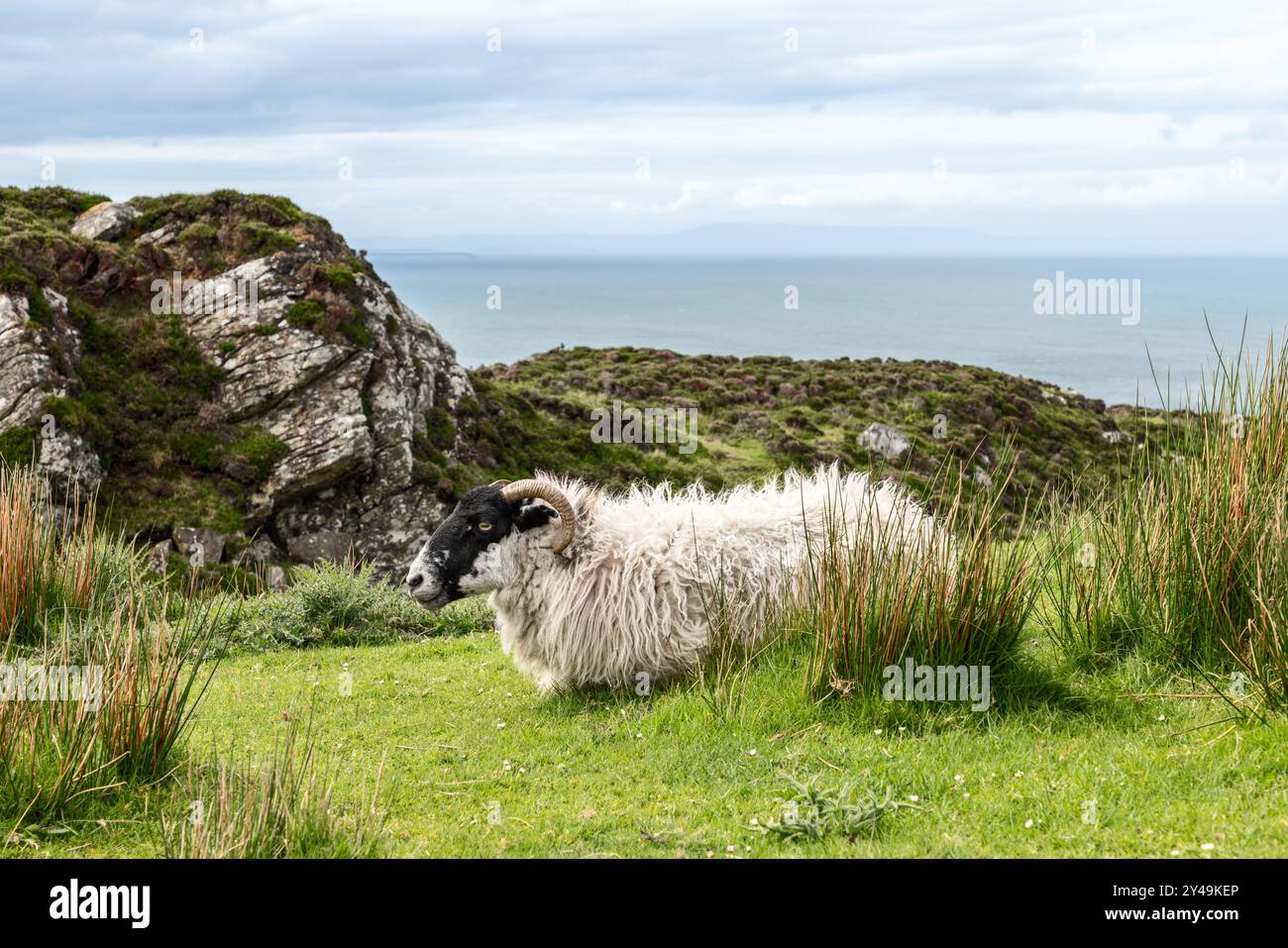 Scottish Blackface sheep lies on a grassy hill in Ireland, sheltered by ...