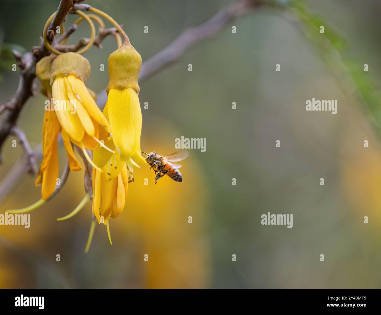 Honey bee collecting nectar and pollen from Kowhai flowers Stock Photo ...