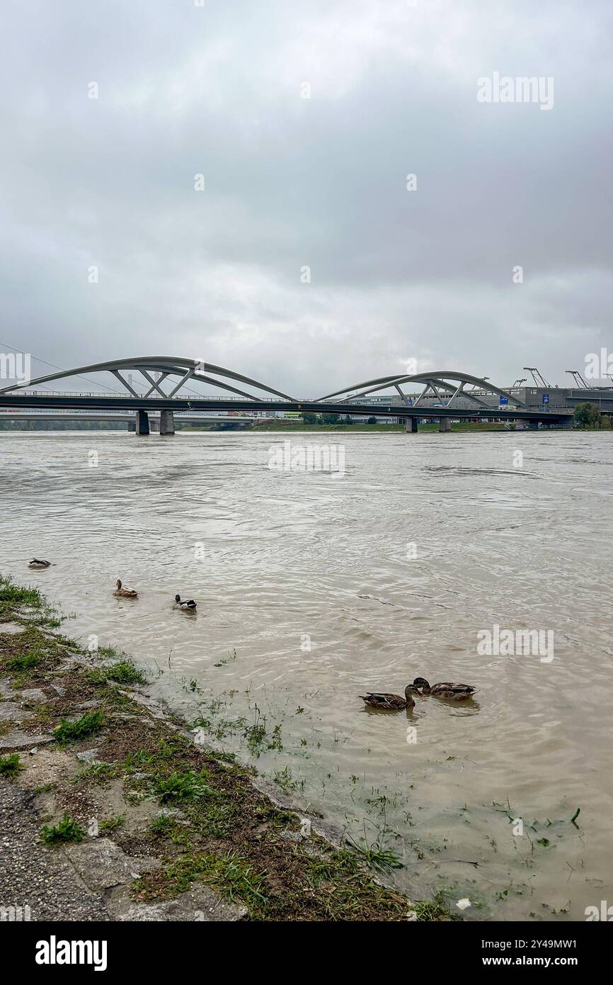 Linz, Urfahr, Hochwasser 17.09.2024, Linz, AUT, Urfahr, Hochwasser, im ...