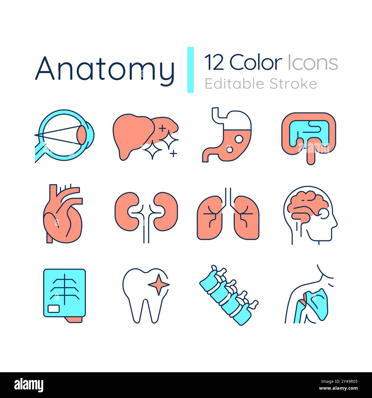 Anatomy RGB color icons set Stock Vector Image & Art - Alamy